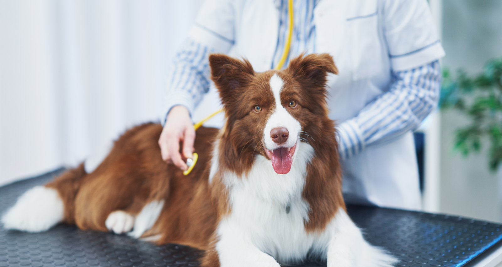 Vet Near Me Monroe Township, PA | Creekside Animal Hospital